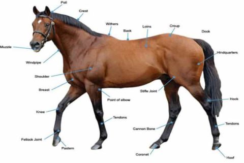 Racehorse Conformation - Regal Bloodstock Racehorse Conformation